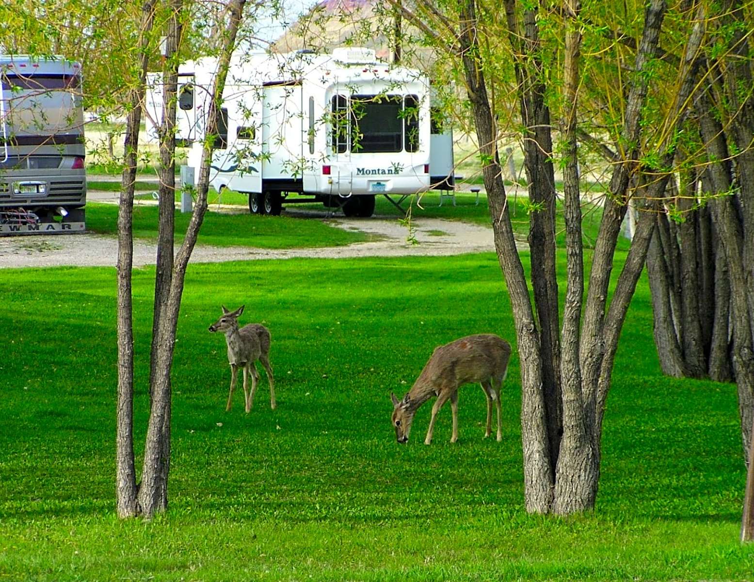 Deer Park RV Park & Campground - Hipcamp in Buffalo, Wyoming