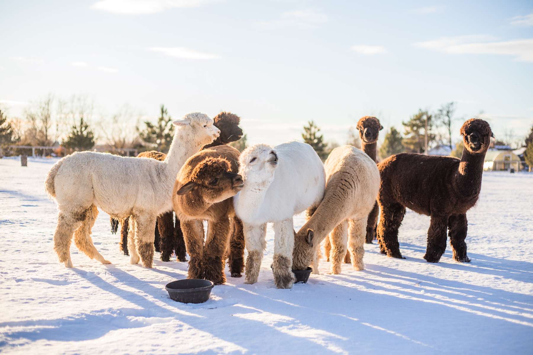 Murphys Point Alpaca Ranch - Hipcamp in Nampa, Idaho