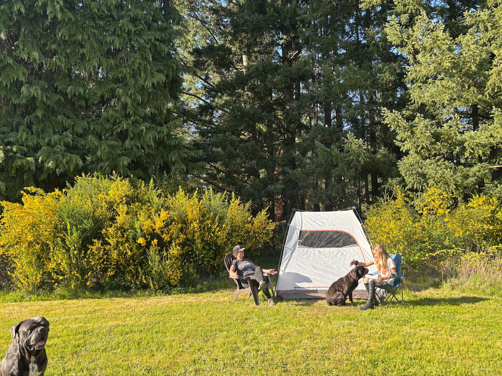 The Traveling Gypsy Ranch - Hipcamp in Mount Angel, Oregon