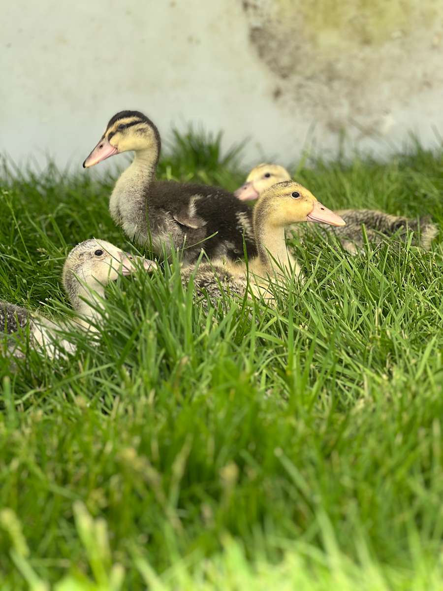 Rustic Small Animal Farm - Hipcamp in Custer, Washington