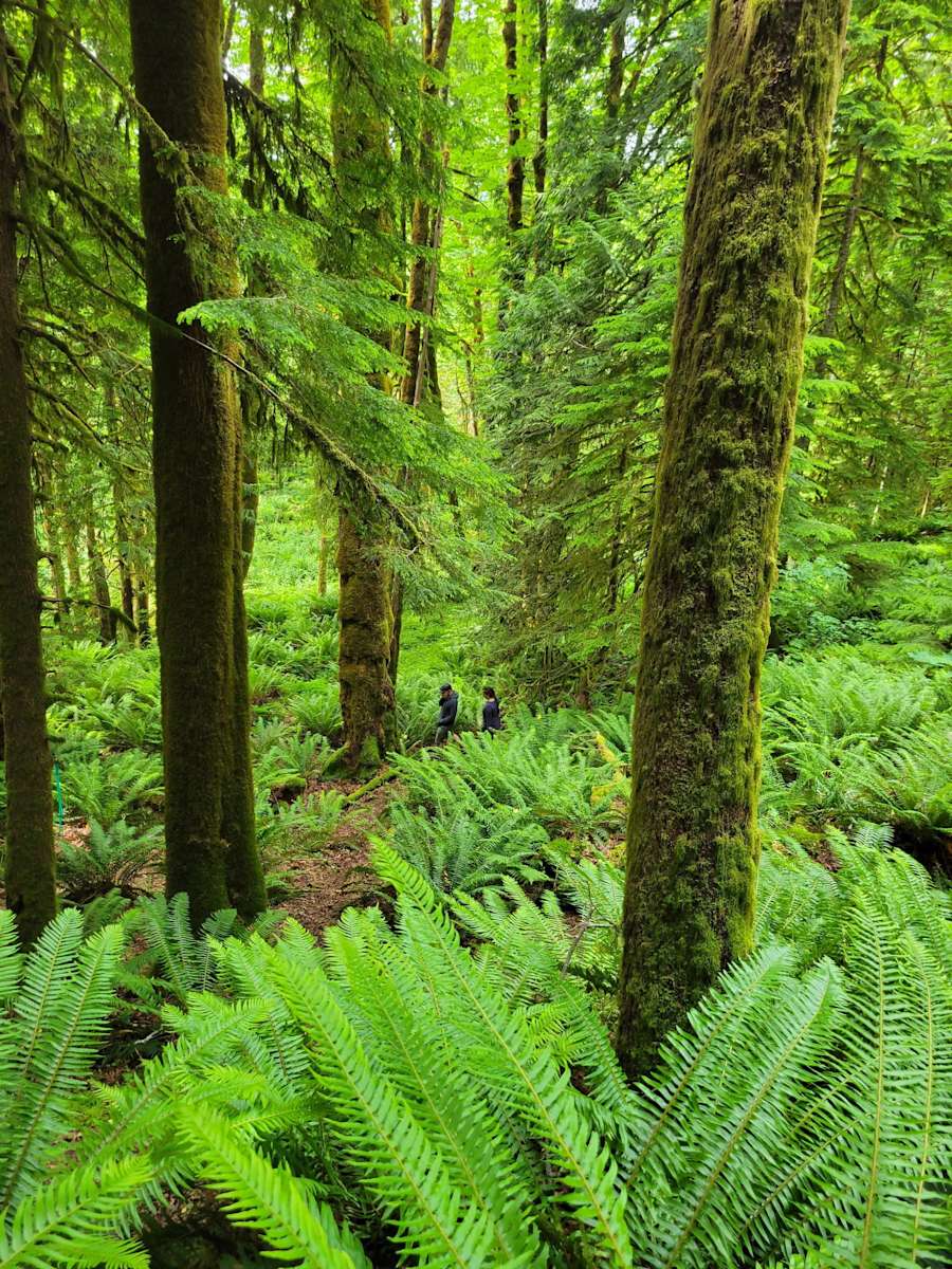 Mystic Maples Forest Retreat - Hipcamp in Duncan, British Columbia