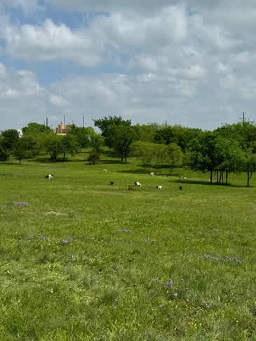 Cresson Woods RV Park - Hipcamp in Cresson, Texas