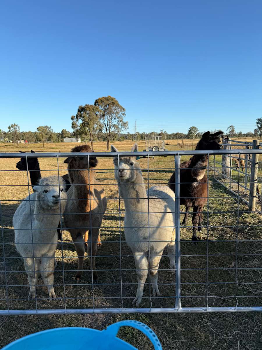 Yellow Rose Ranch - Hipcamp in Lockrose, Queensland