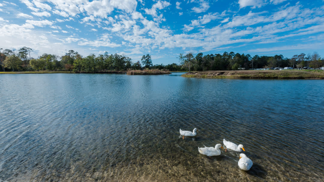 Jellystone Park Lake Charles - Hipcamp in Lake Charles, Louisiana