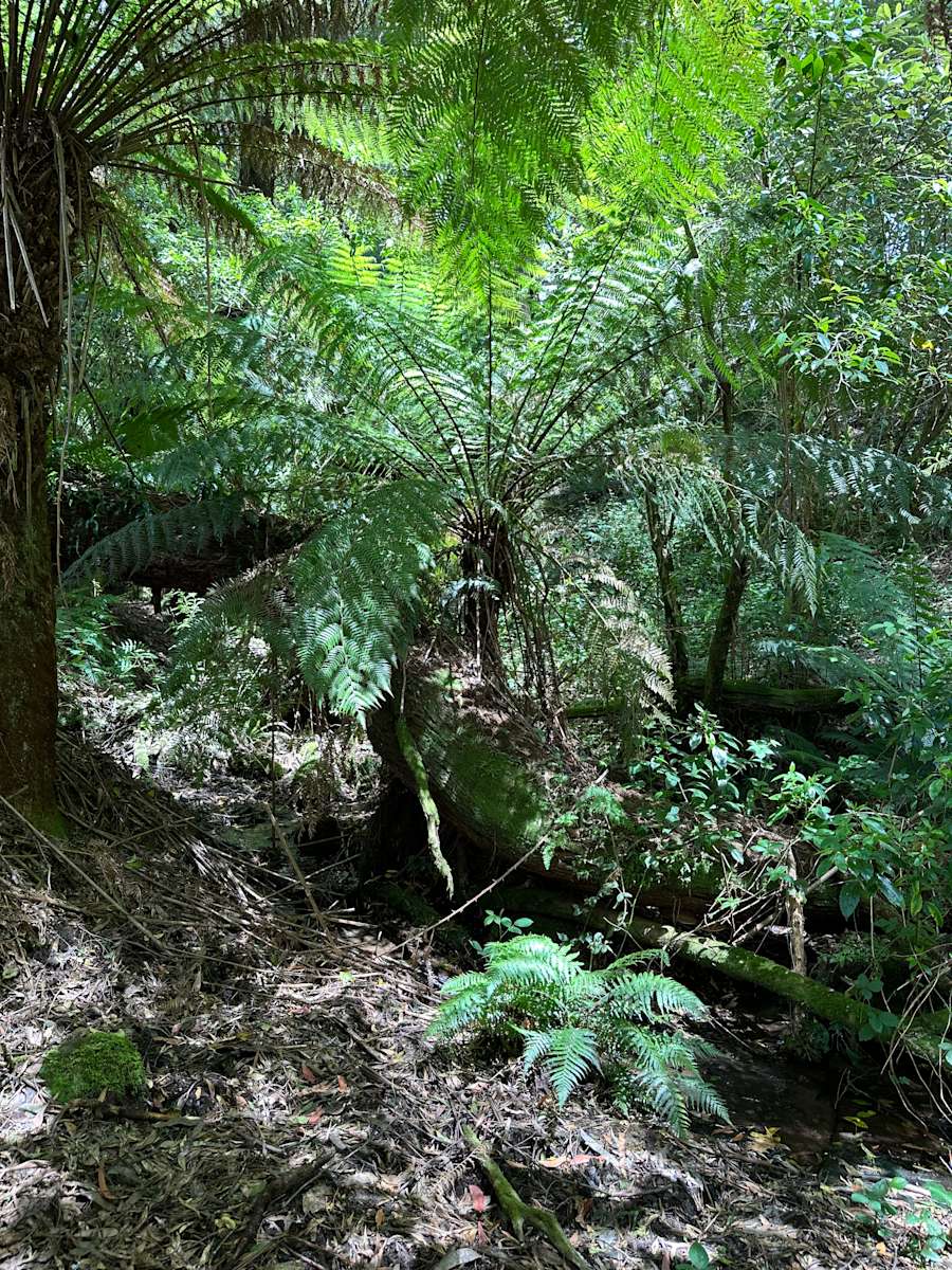 Otway Canopy Camp - Hipcamp in Beech Forest, Victoria