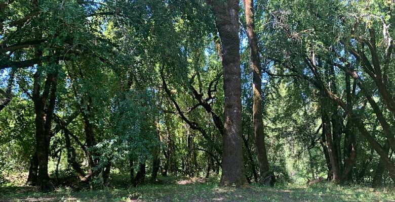 Discover the best campgrounds near Alderpoint, California with hiking