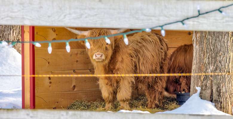 Discover the 20 best campgrounds near Kitchener, Ontario