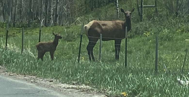 Discover the best lakeside glamping near Wolf Creek, Utah