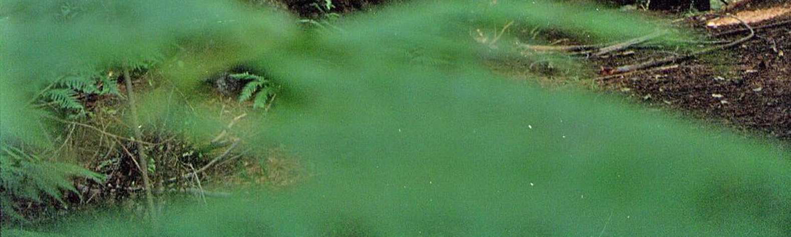 Best camping in Bothe-Napa Valley State Park, CA 2026