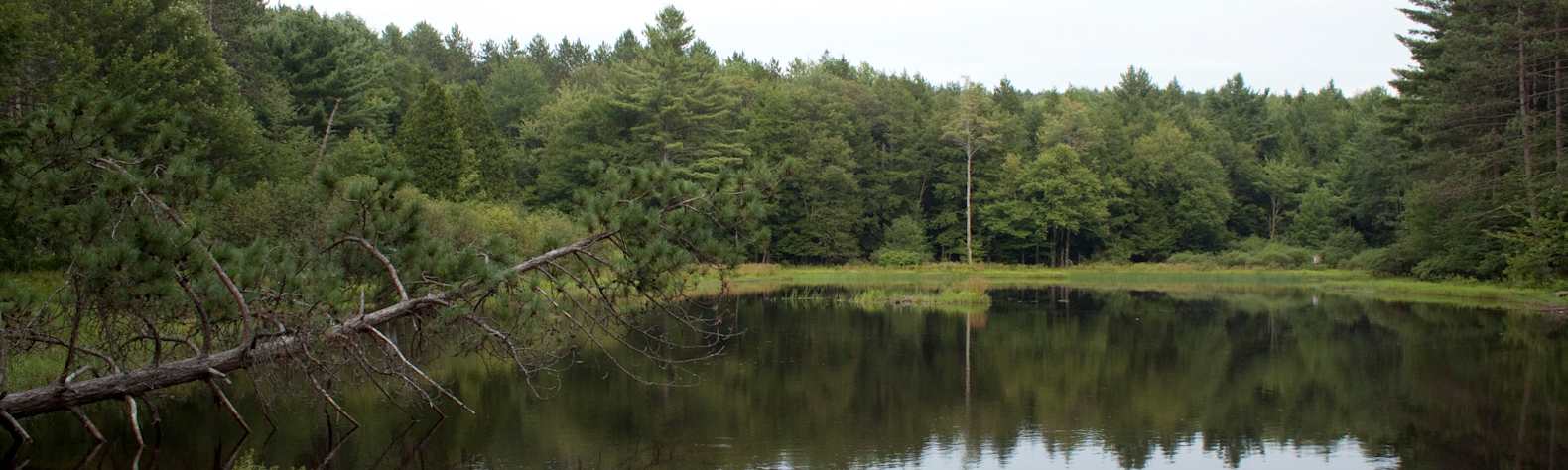 Best campsites in Gilbert Lake State Park, NY 2025