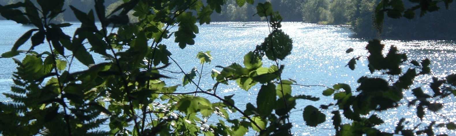 Best camping in Mayfield Lake Park, WA 2026