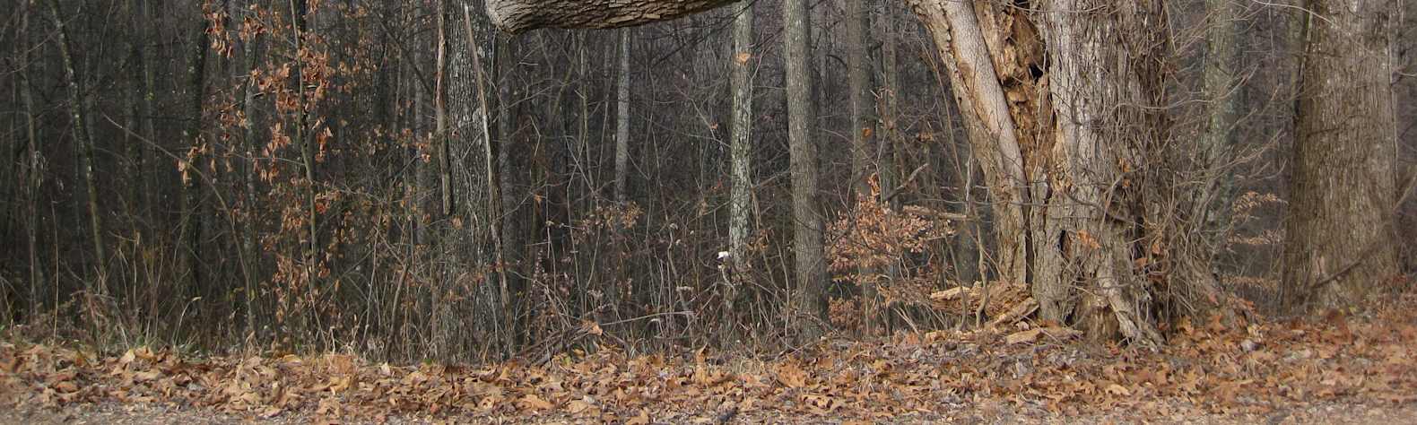 Best camping in Tar Hollow State Forest, OH 2026