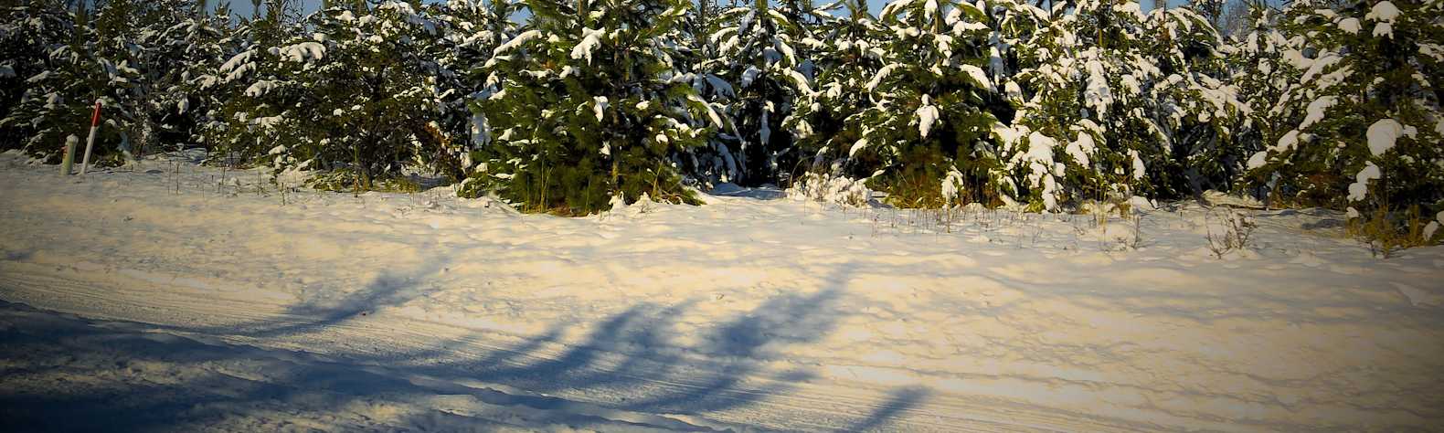 Best camping in Crow Wing State Forest, MN 2025