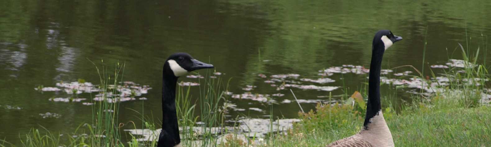 Best camping in Sam Dale Lake State Fish & Wildlife Area, IL 2025