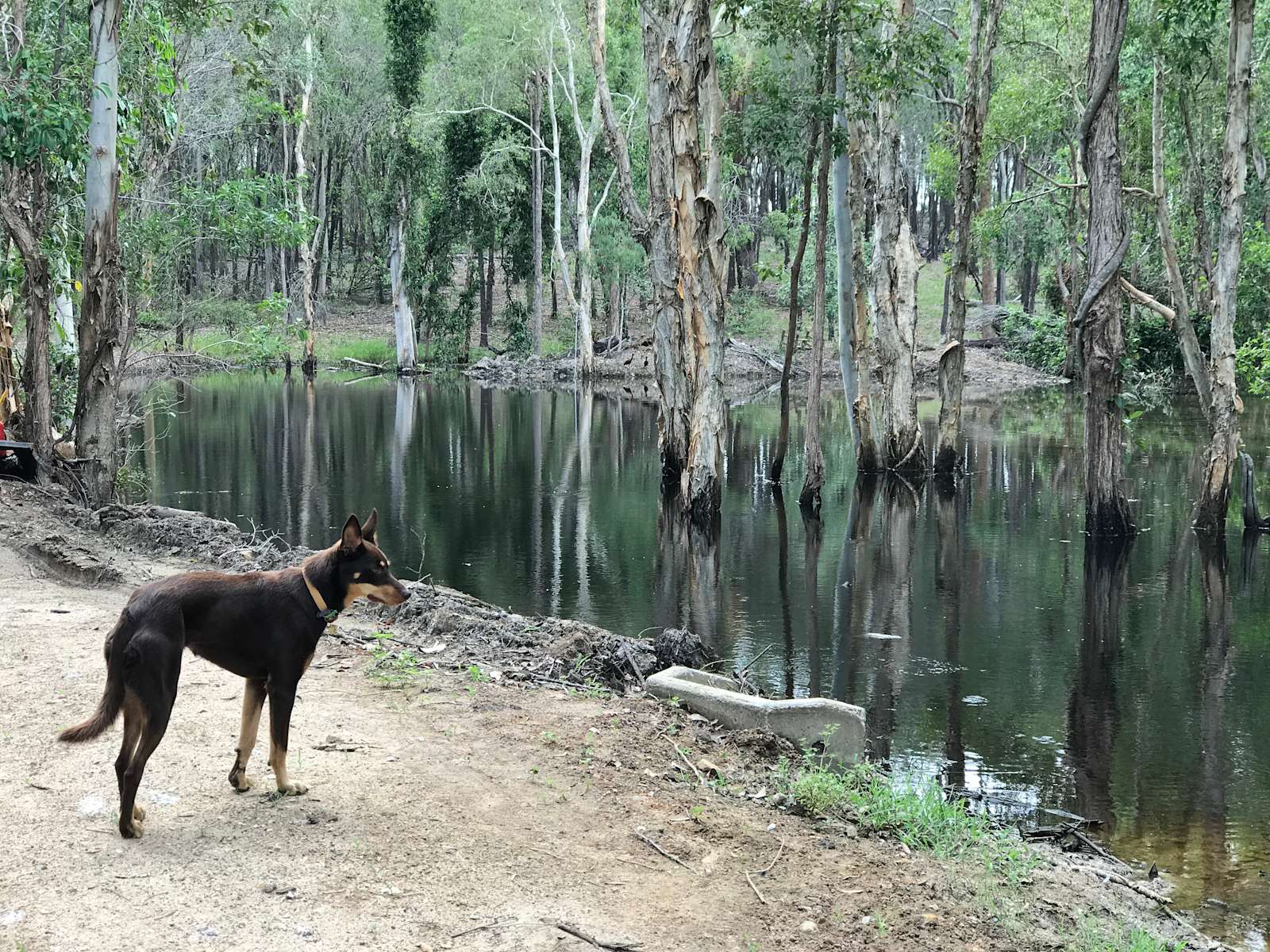 Wallaby Retreat - Hipcamp in Redland Bay, Queensland