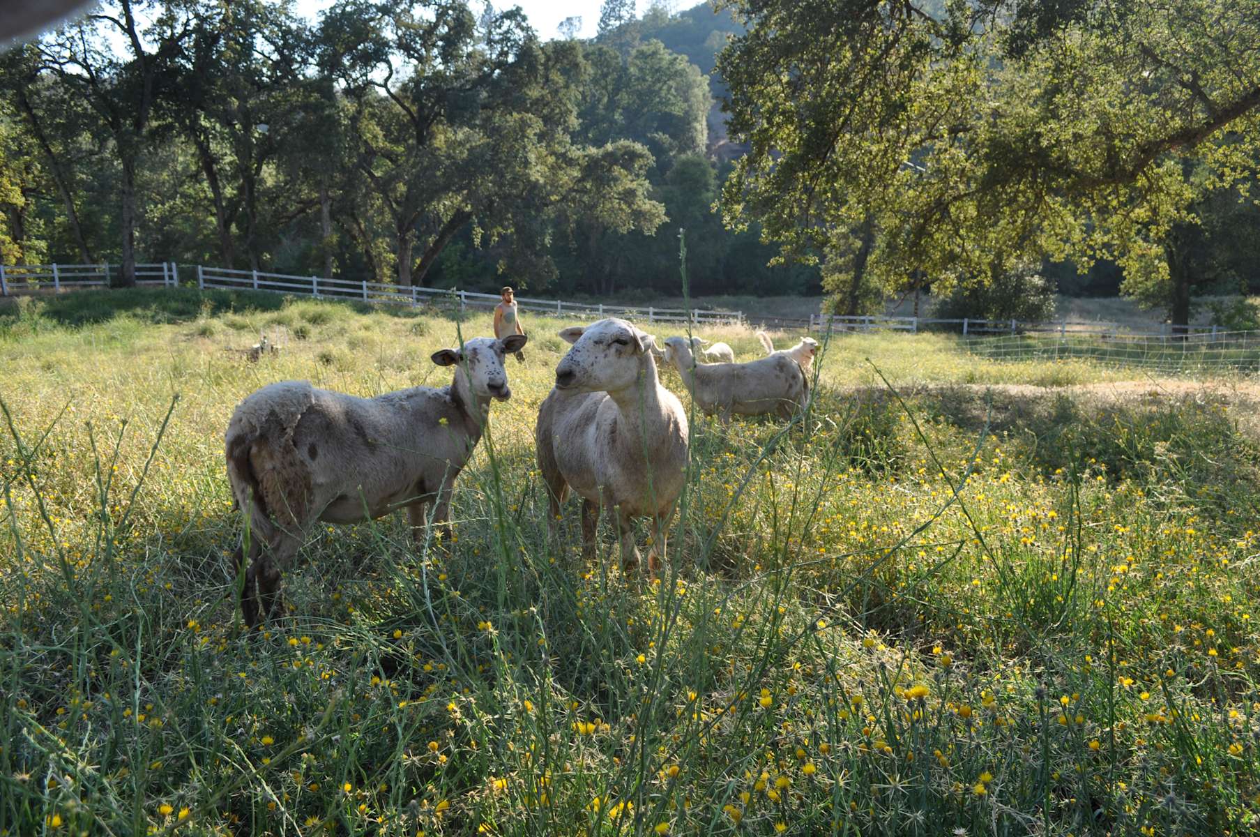 Werewolf Ranch - Hipcamp in Lake Of The Pines, California