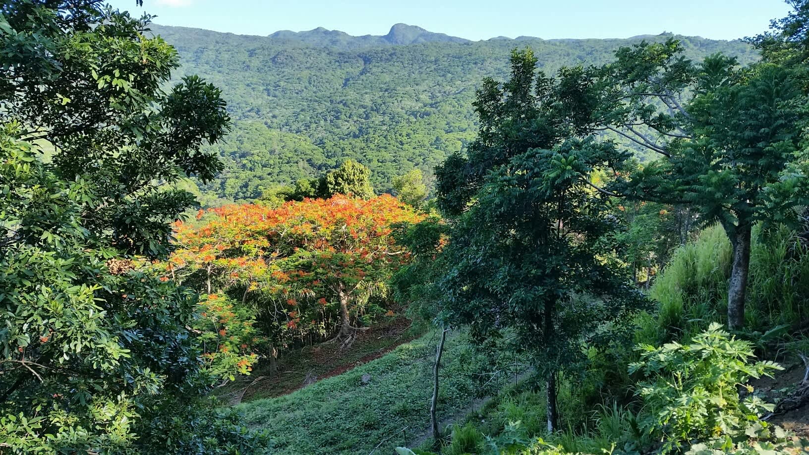Coqui Landing - Hipcamp in Bartolo, Puerto Rico