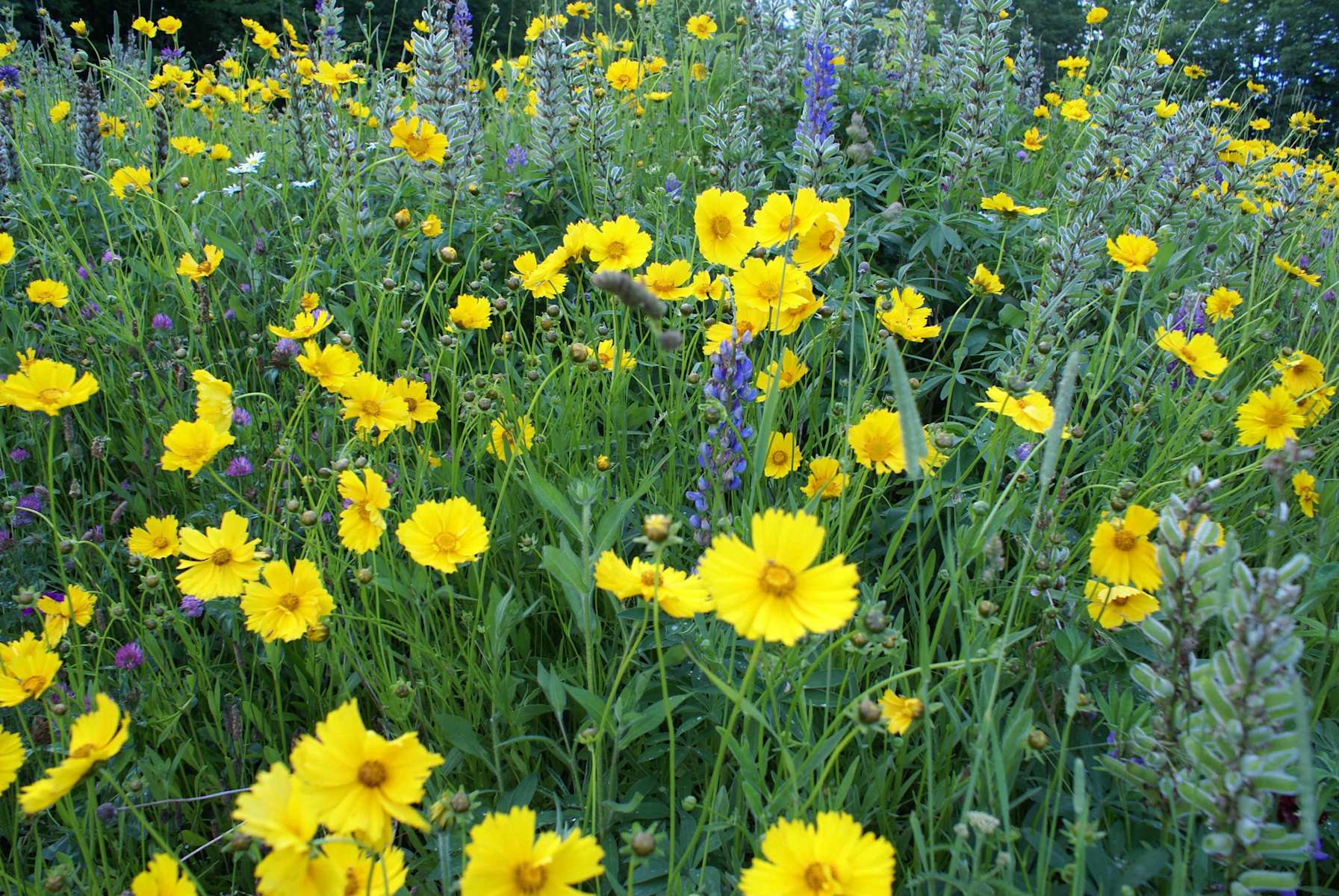 Perry Family Farm Stay - Hipcamp in Northfield, Vermont