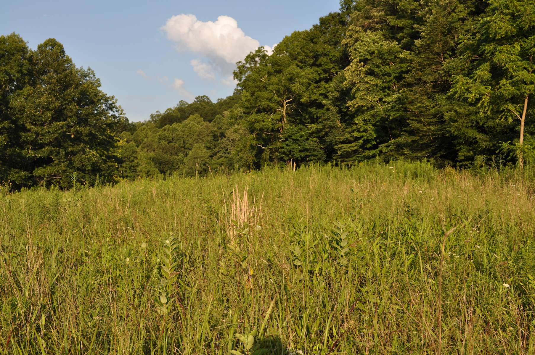 Bonnie Lea Farm & Retreat - Hipcamp in Big Springs, West Virginia