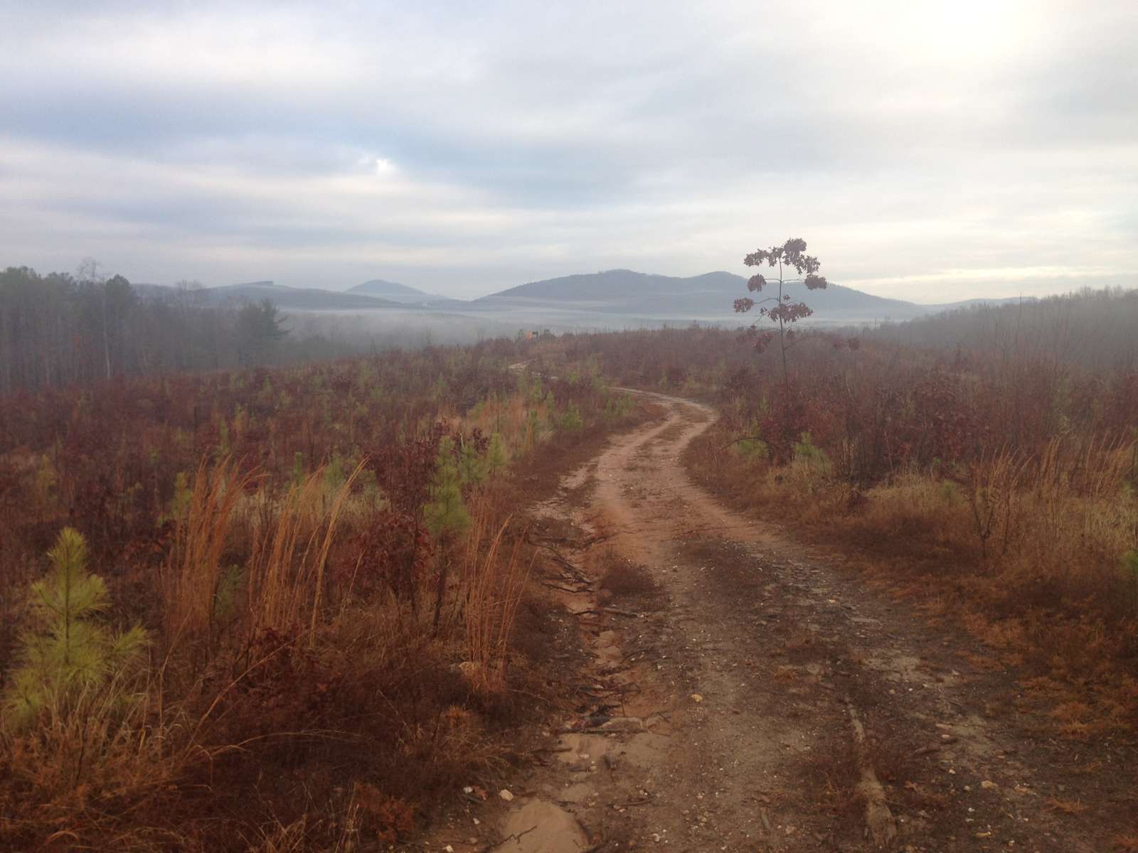 Redbud Tree Farm - Hipcamp in Wingina, Virginia