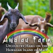 Awalau Farm - Hipcamp in Haiku, Hawaii