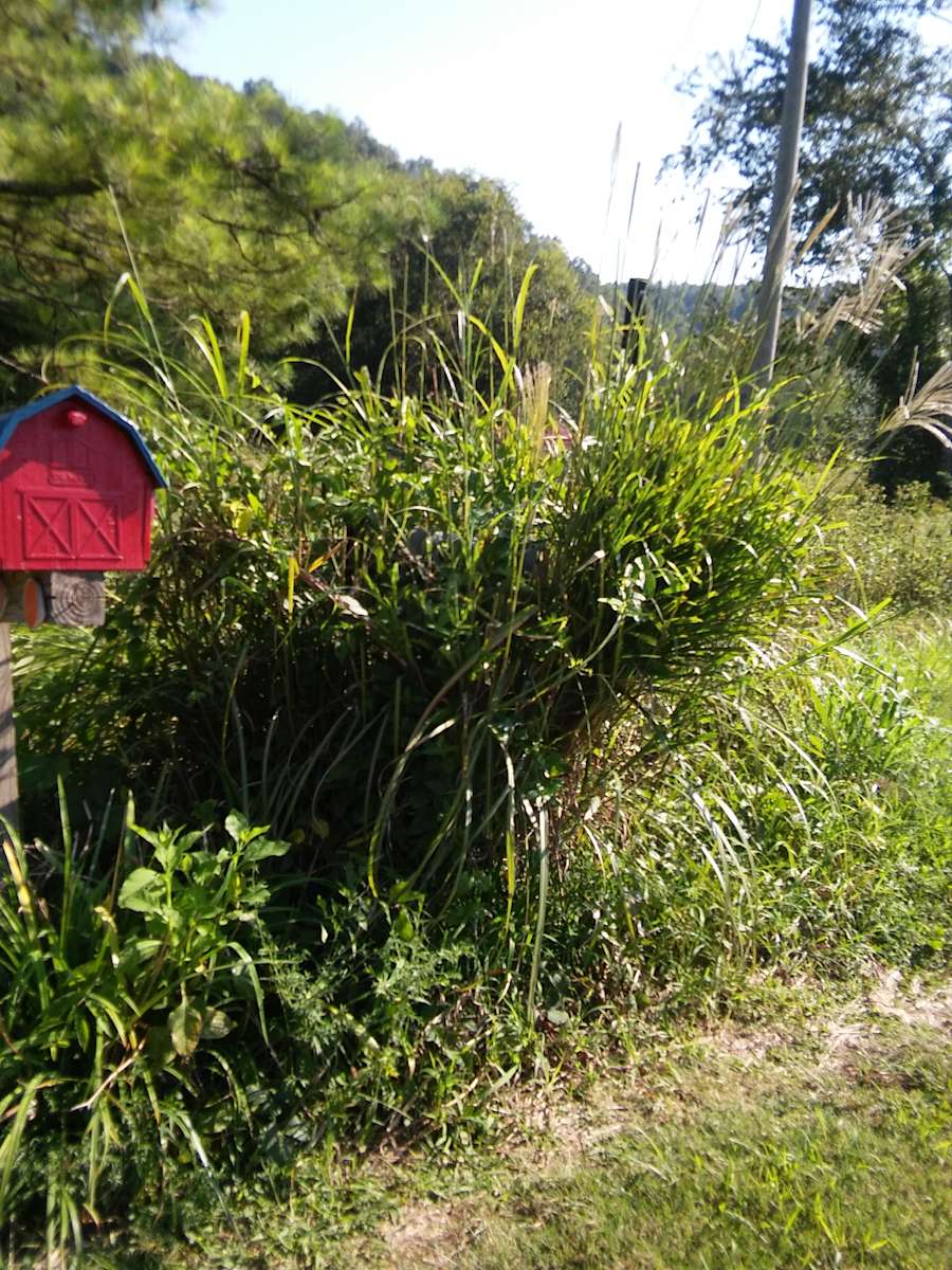 GRS Private Tennessee Land Camp - Hipcamp in Bryant, Indiana