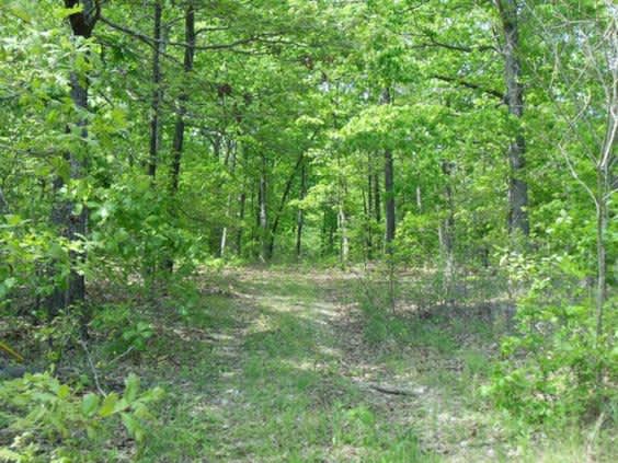 Horseshoe Holler - Hipcamp in Willow Springs, Missouri