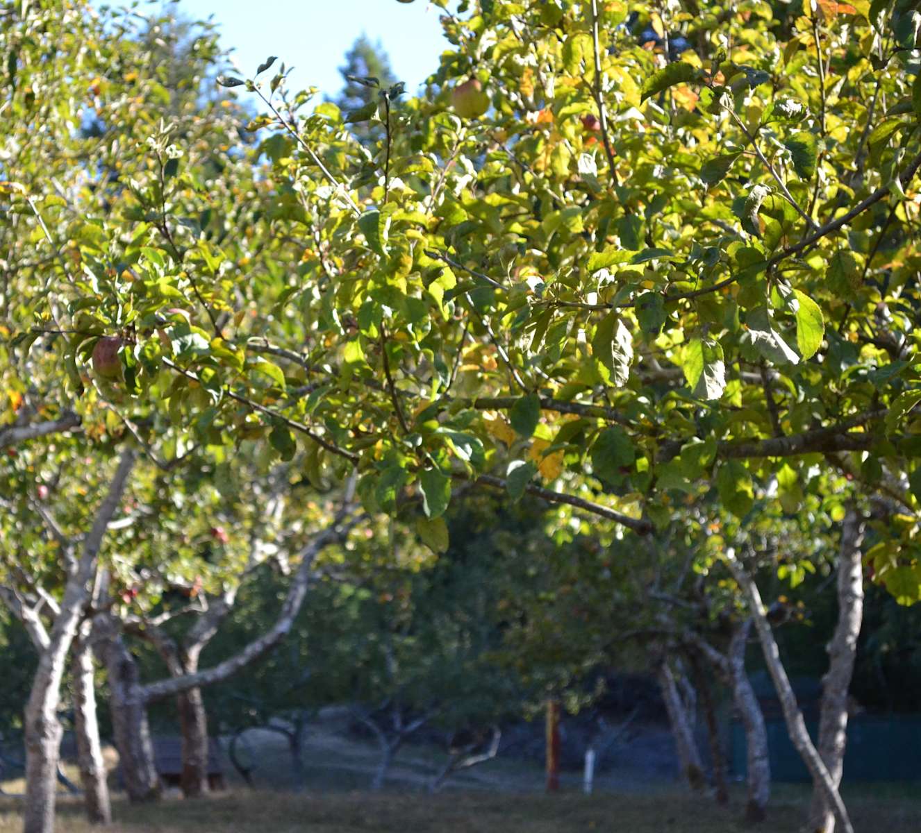 Mitchell Grove, Redwoods/Apples - Hipcamp in Eureka, California