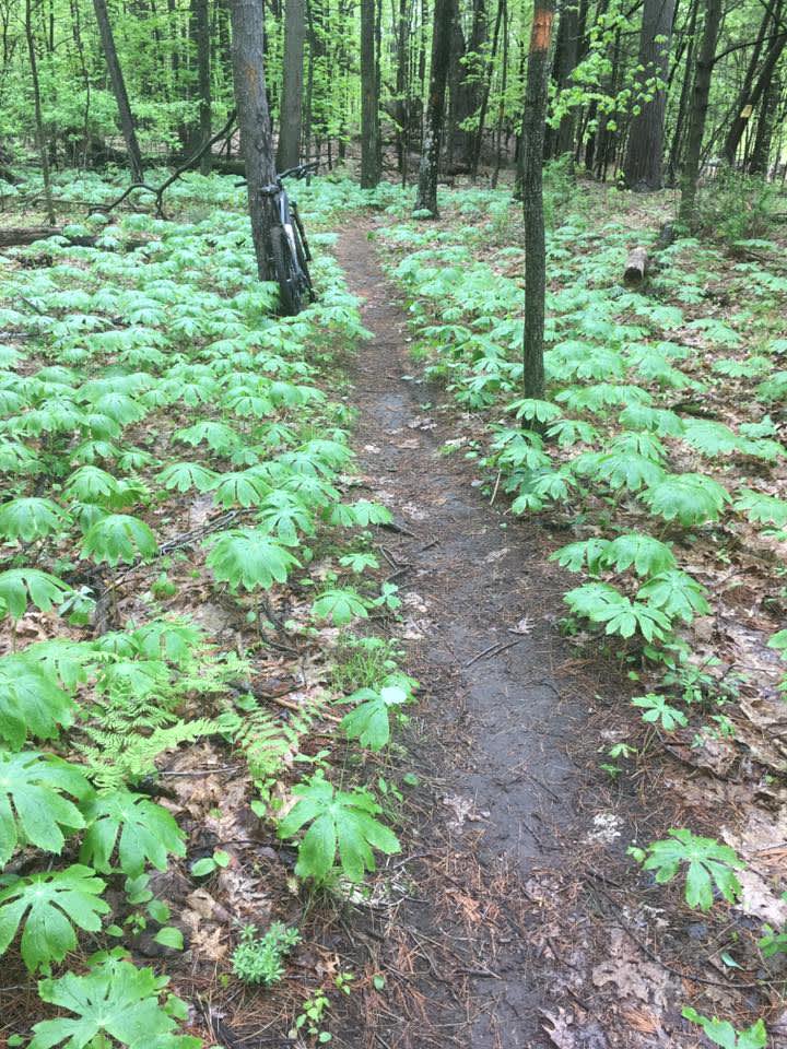 Ballou Forest Nook - Hipcamp in Saratoga Springs, New York
