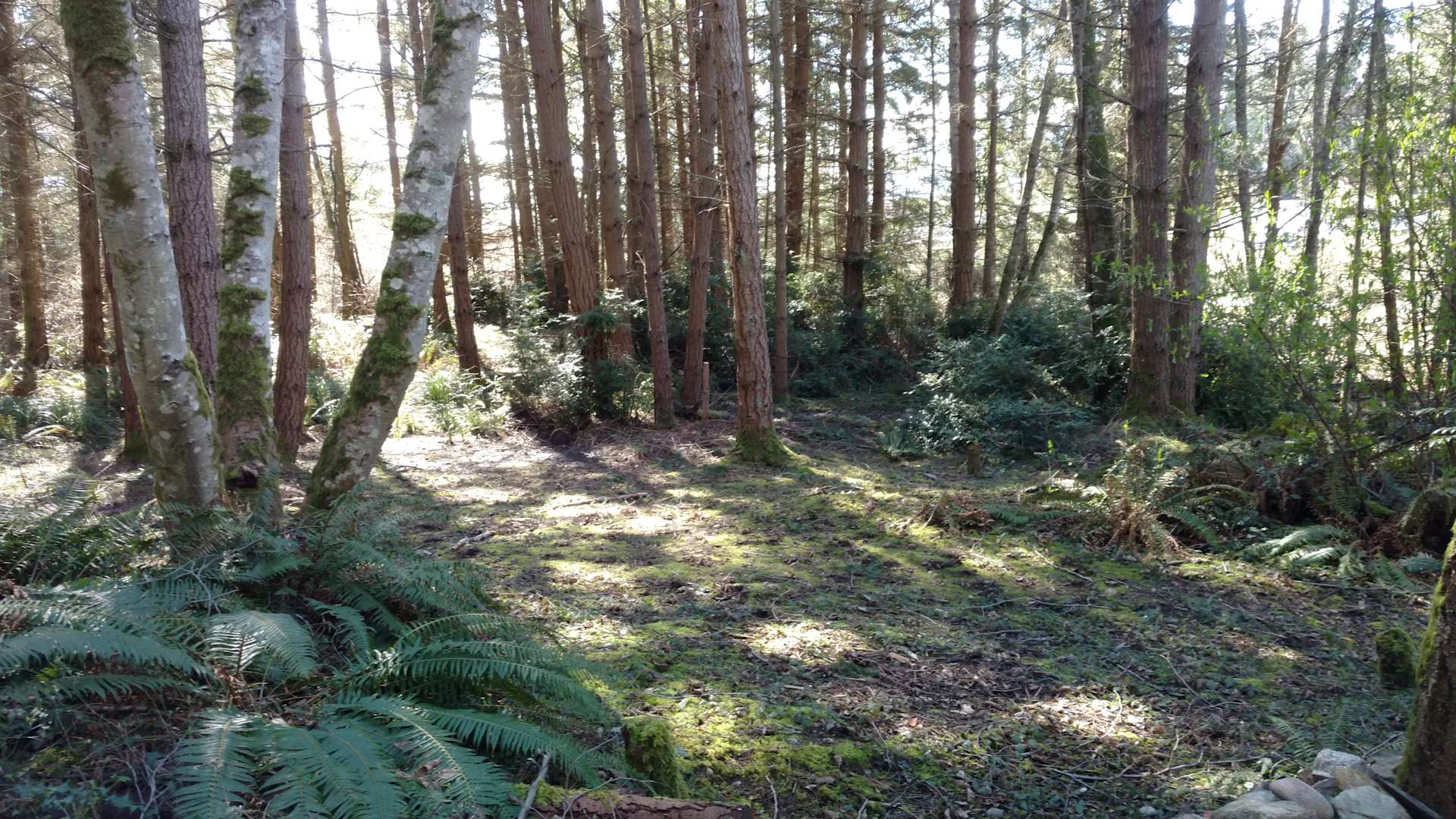 Small Clearing in the Woods - Hipcamp in Freeland, Washington