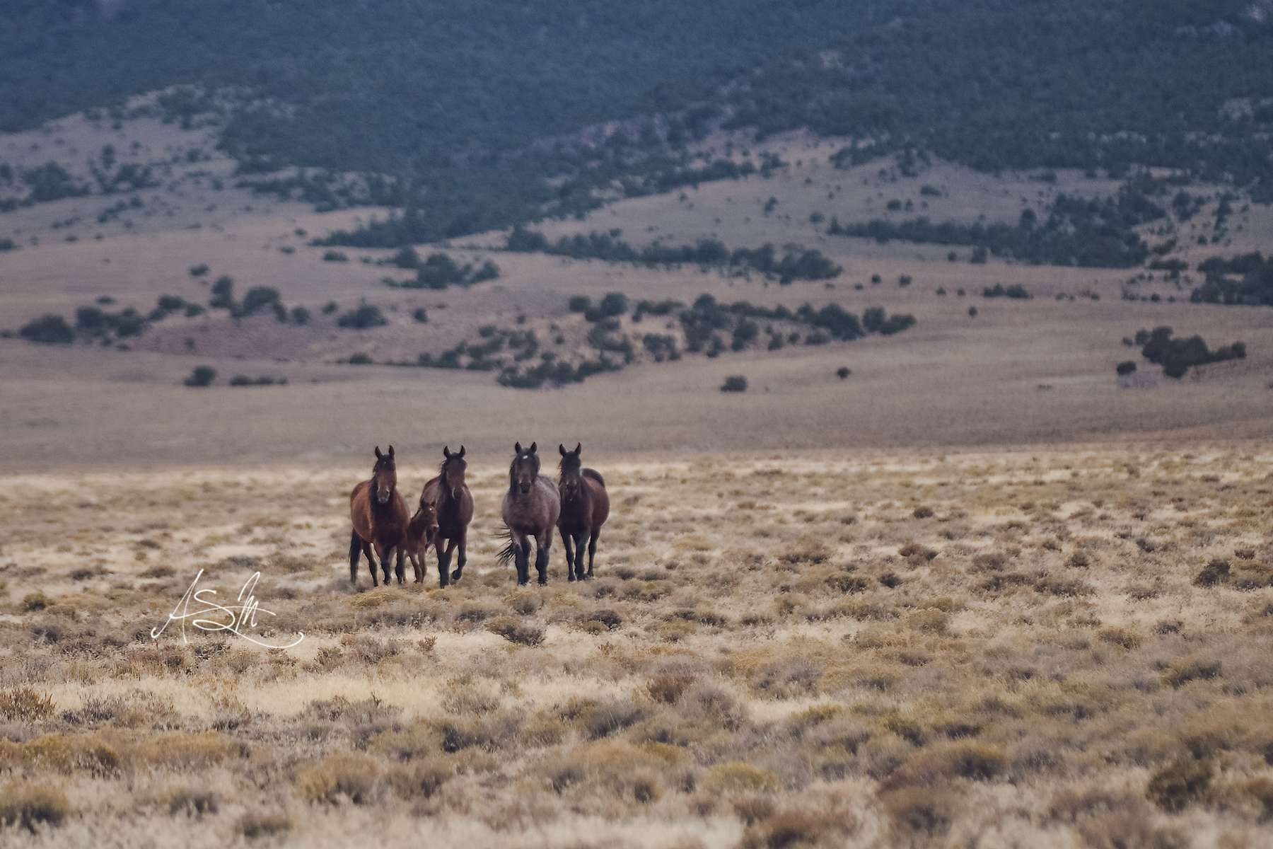 Martin Ranch - Hipcamp in Eureka, Nevada