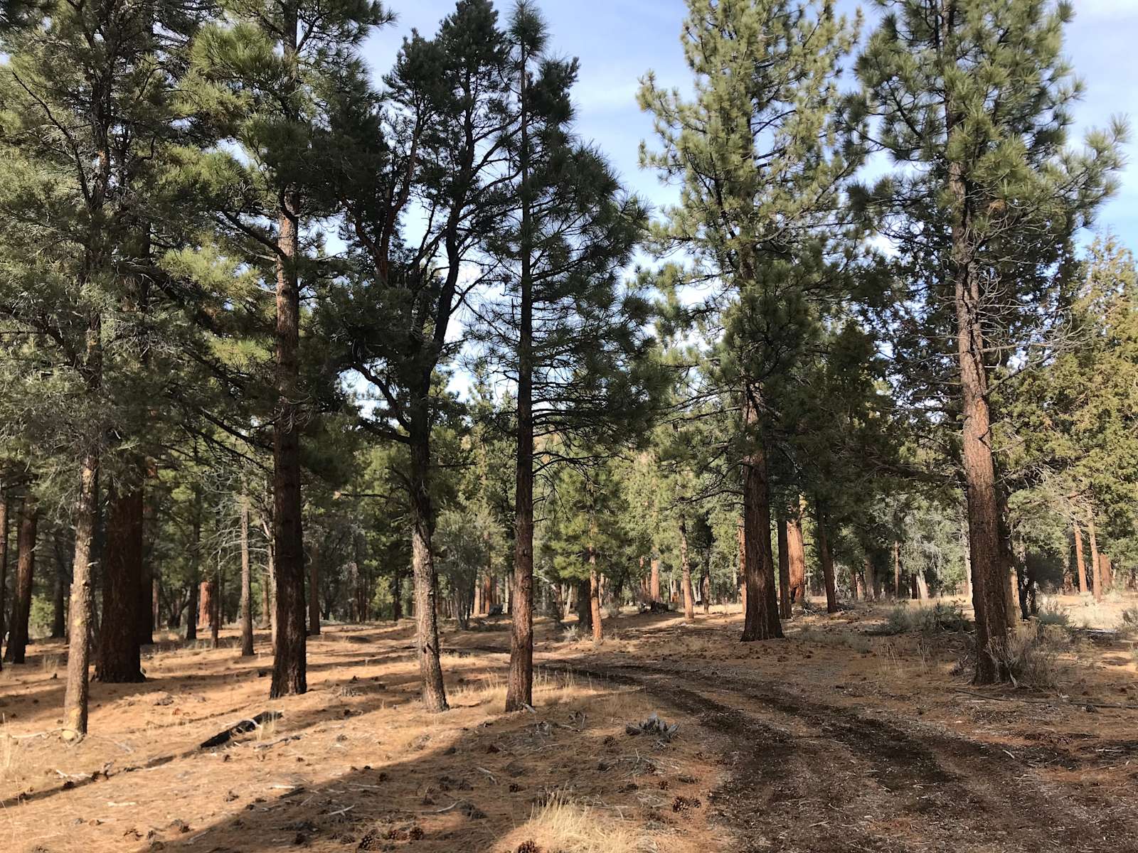 Robert Frost Trails - Hipcamp in Big Bear City, California