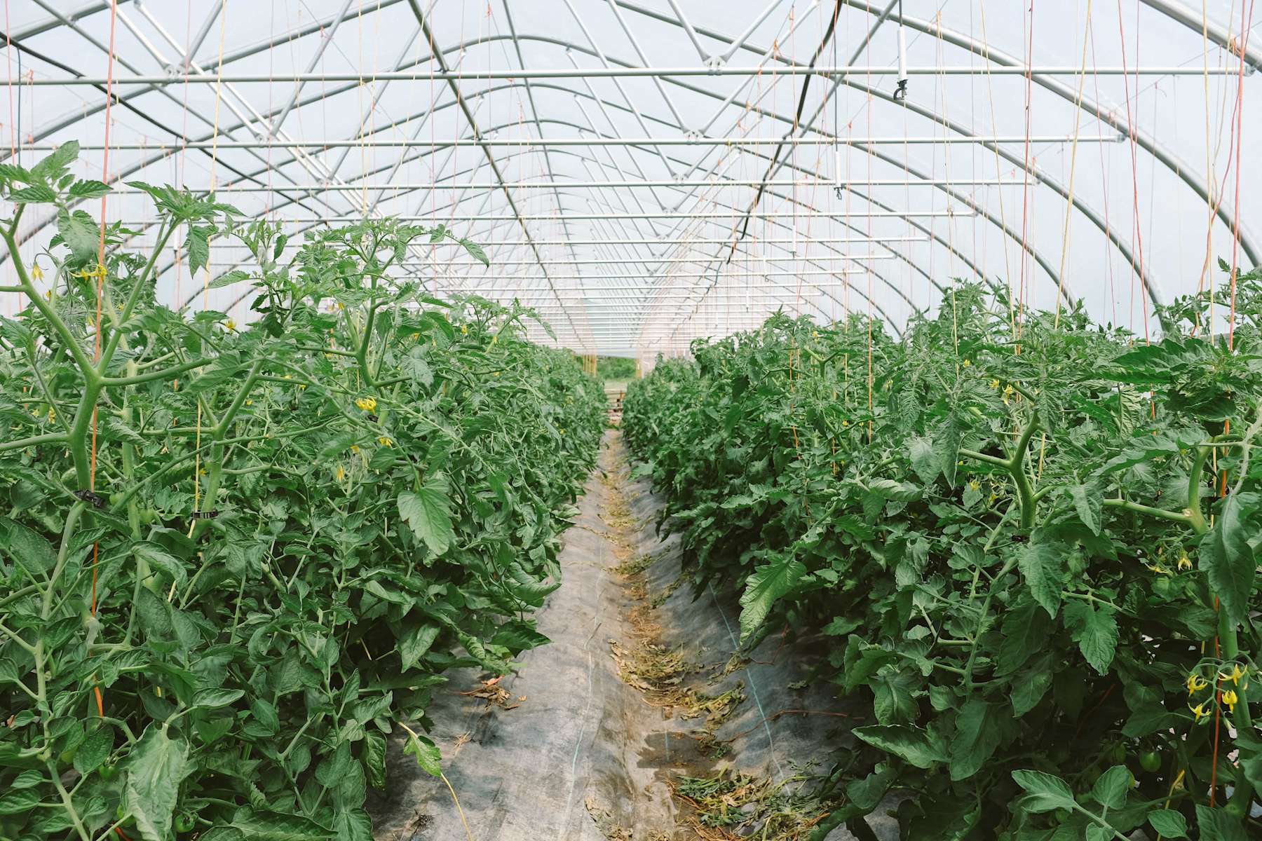 Plowbreak Farm - Hipcamp in Burdett, New York