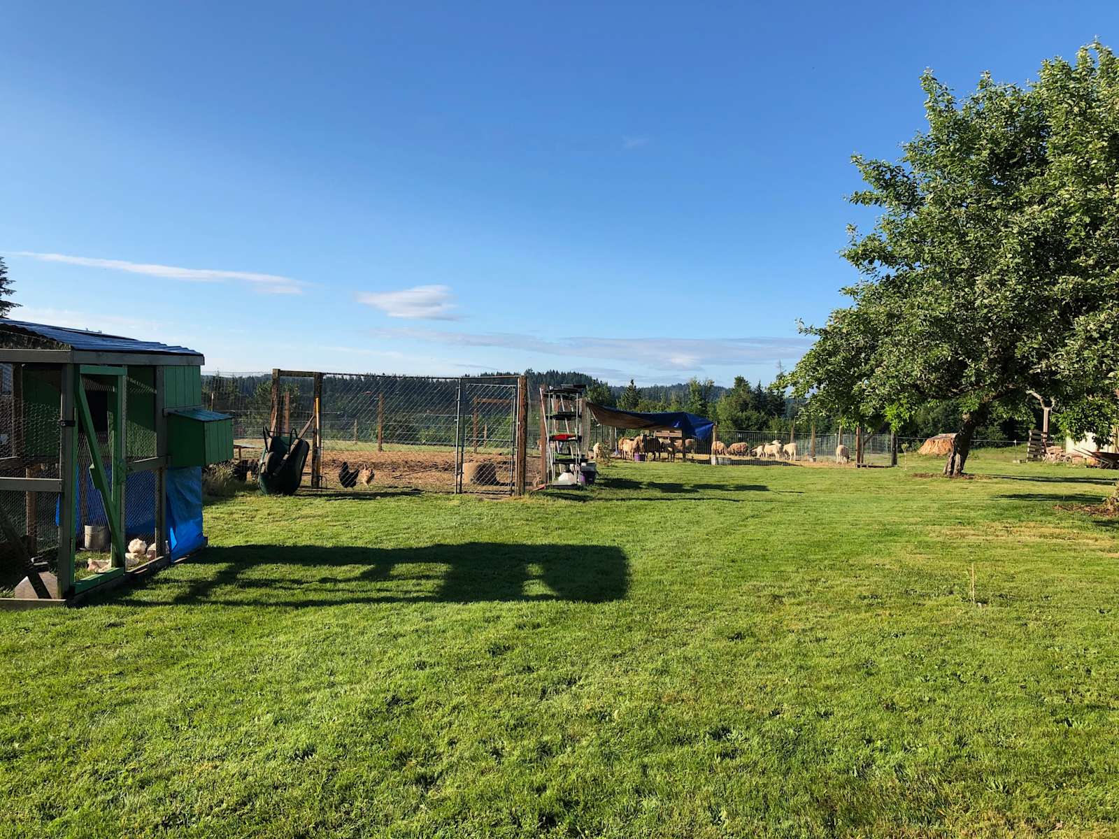 Windy acres sheep ranch - Hipcamp in Rochester, Washington