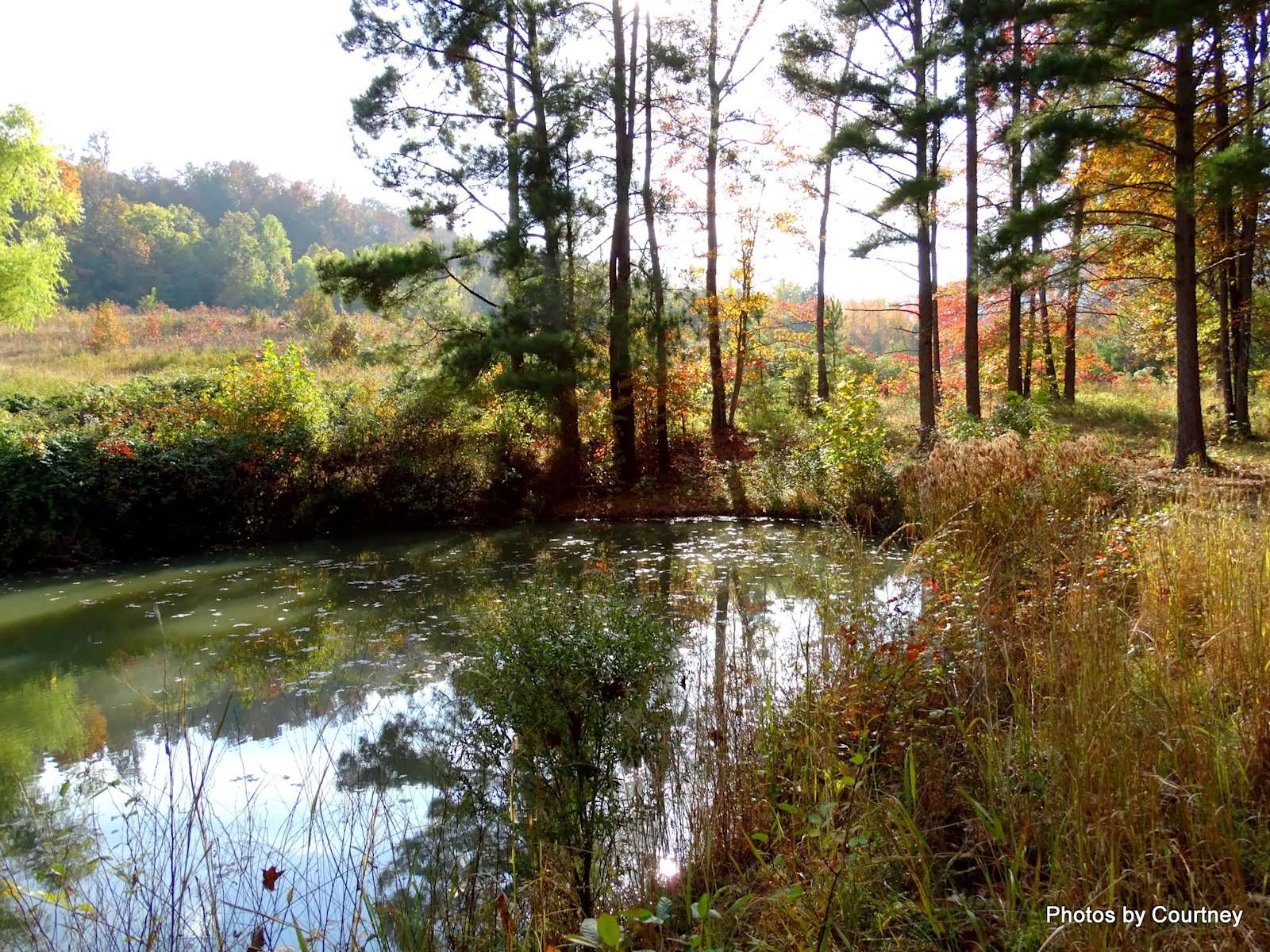 Camping Kings - Hipcamp in Combs, Arkansas