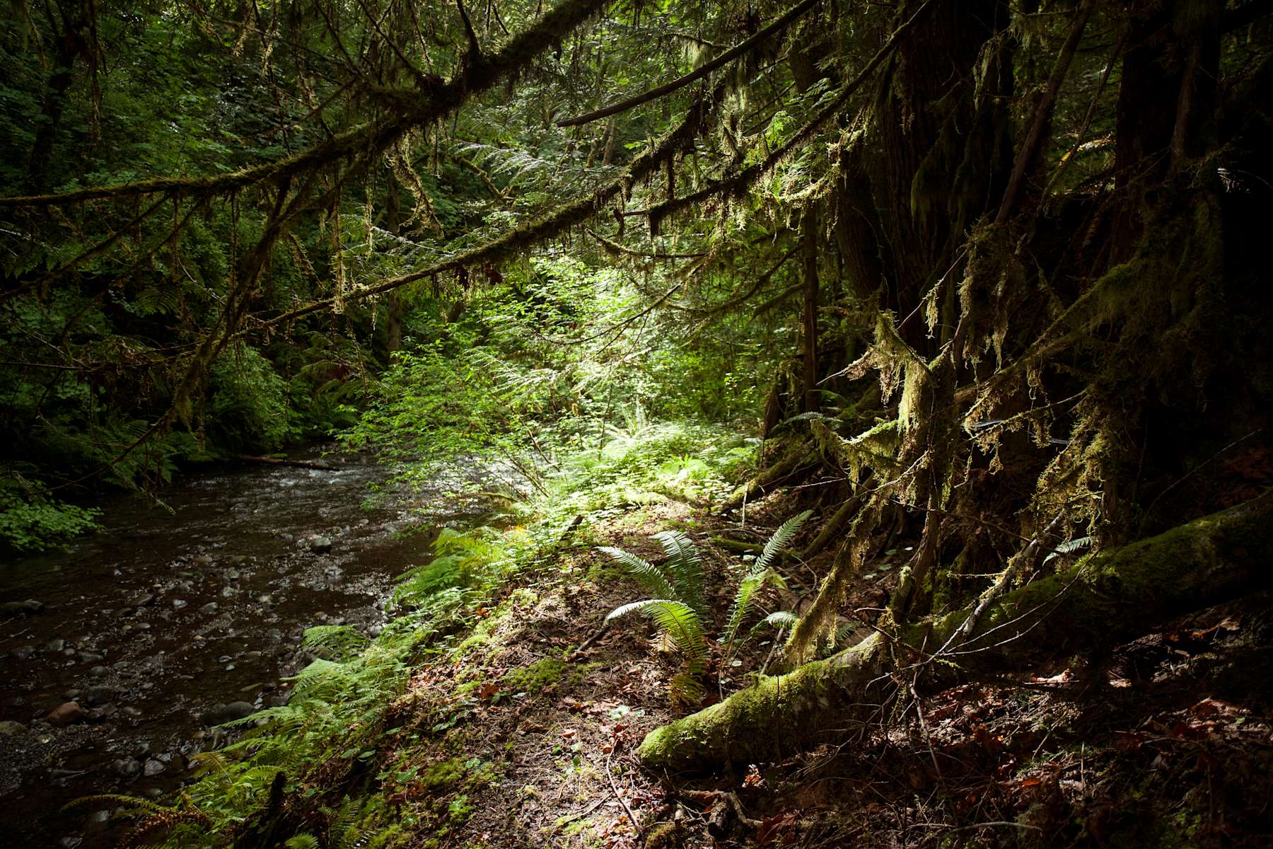 Cedar+Fern - Hipcamp in Quilcene, Washington