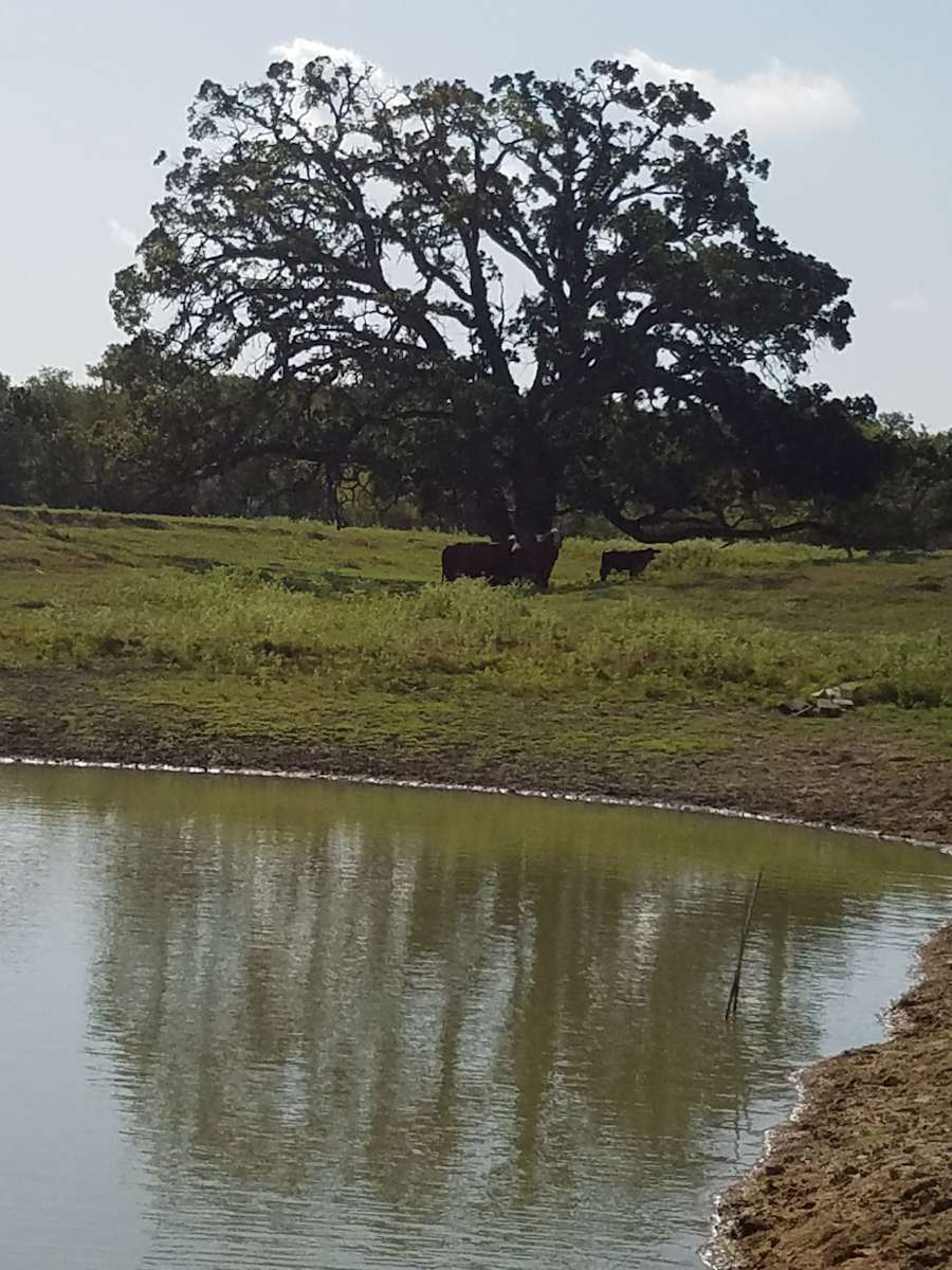 Zen Camp - Hipcamp in Elgin, Texas