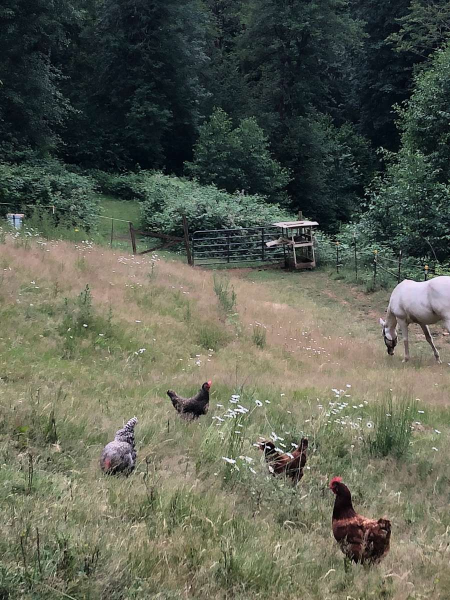 HowellingRoach Homestead - Hipcamp in Sandy, Oregon