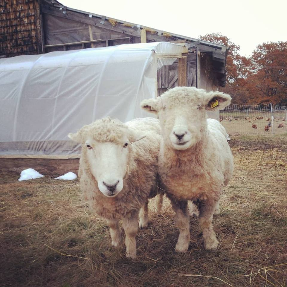 Camping at Runamuk Acres - Hipcamp in New Portland, Maine