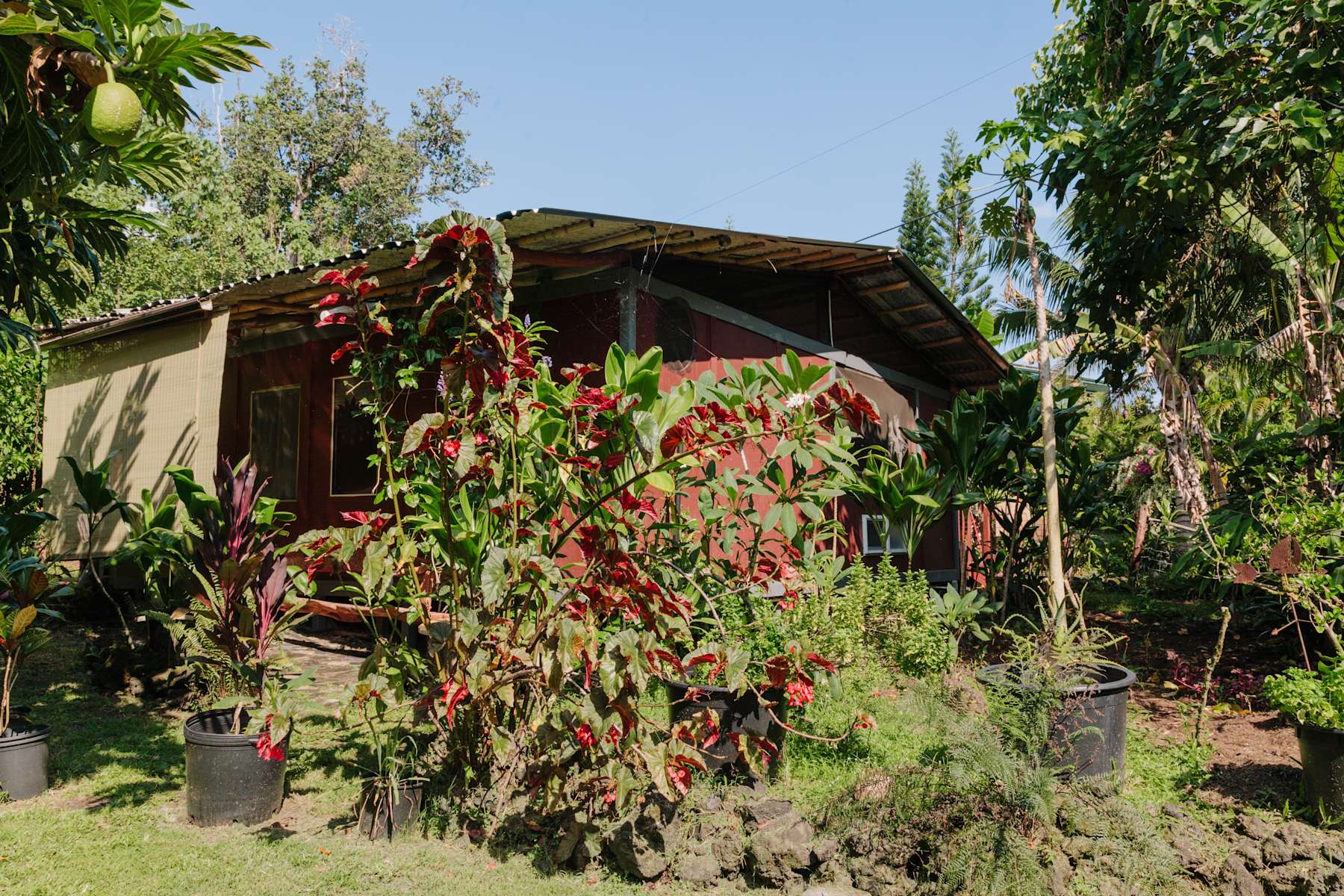 Topical Tree Homestead - Hipcamp in Pāhoa, Hawaii
