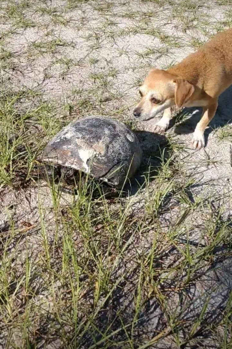 Camp Gopher Turtle 🐢 - Hipcamp in Live Oak, Florida
