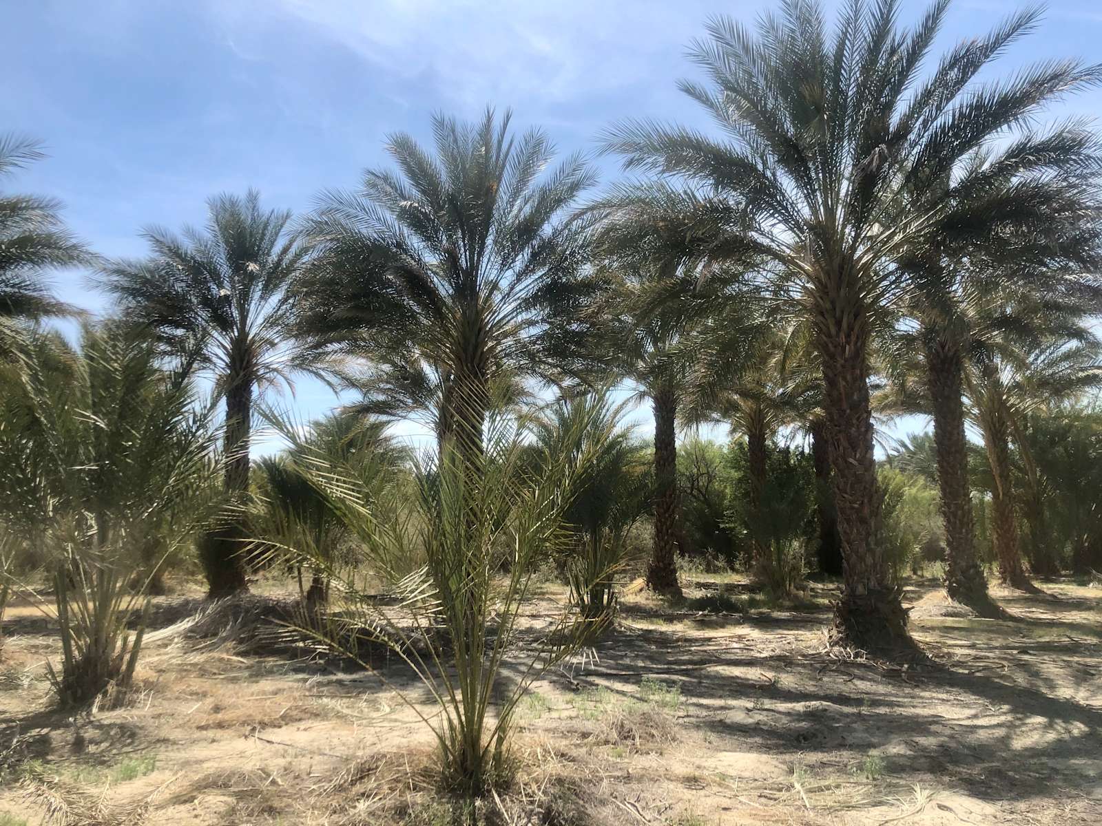 Desert Medjool Date Ranch - Hipcamp in Coachella, California