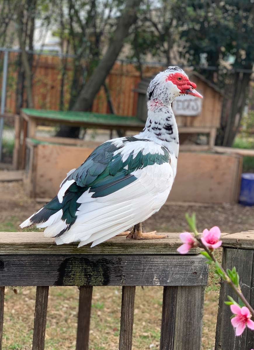 RV Camping on the Chicken Ranch - Hipcamp in Orangevale, California