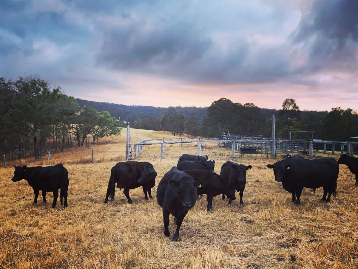 Dun Fundy Brae Farm - Hipcamp in Palmtree, Queensland