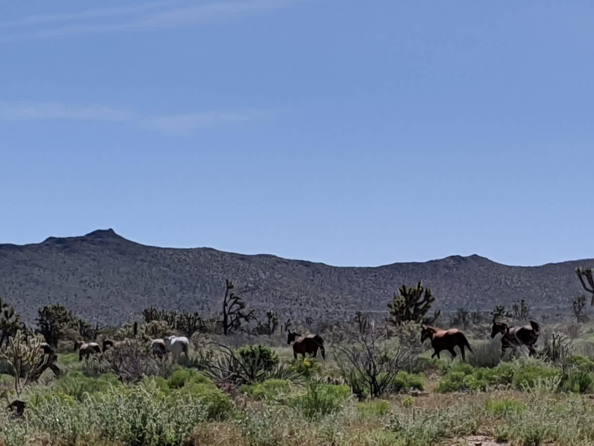 The Precious Ménagerie Farm - Hipcamp in Dolan Springs, Arizona