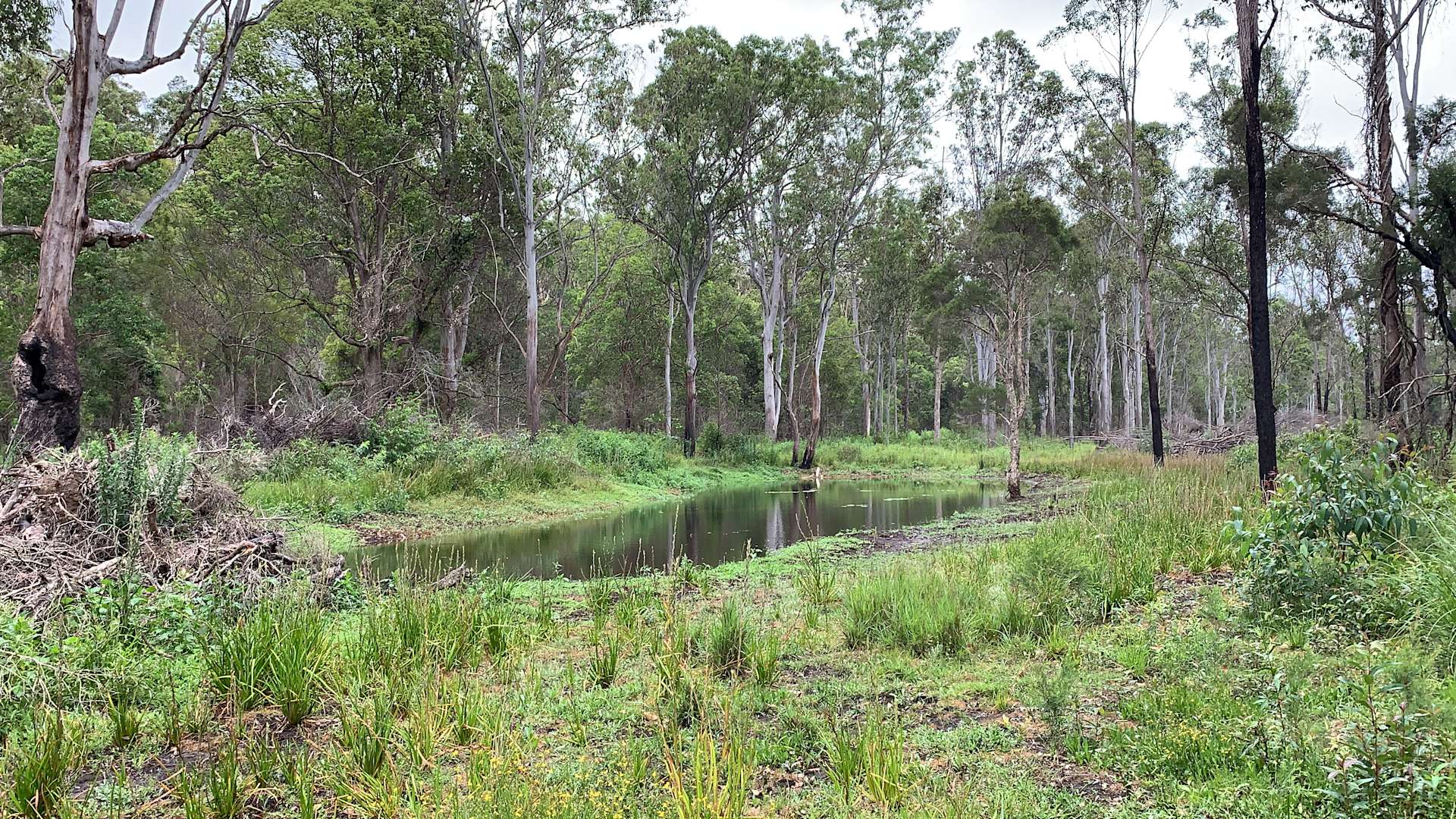 Bush block - Hipcamp in Halfway Creek, New South Wales