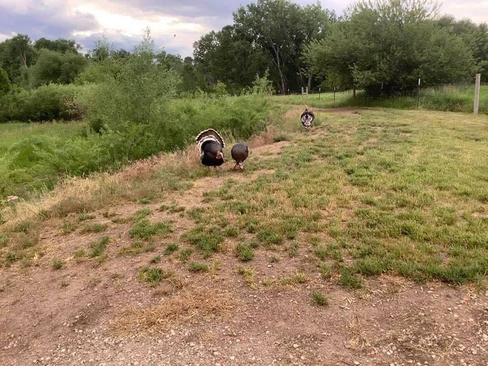 Little Goose Tree Fort - Hipcamp in Sheridan, Wyoming