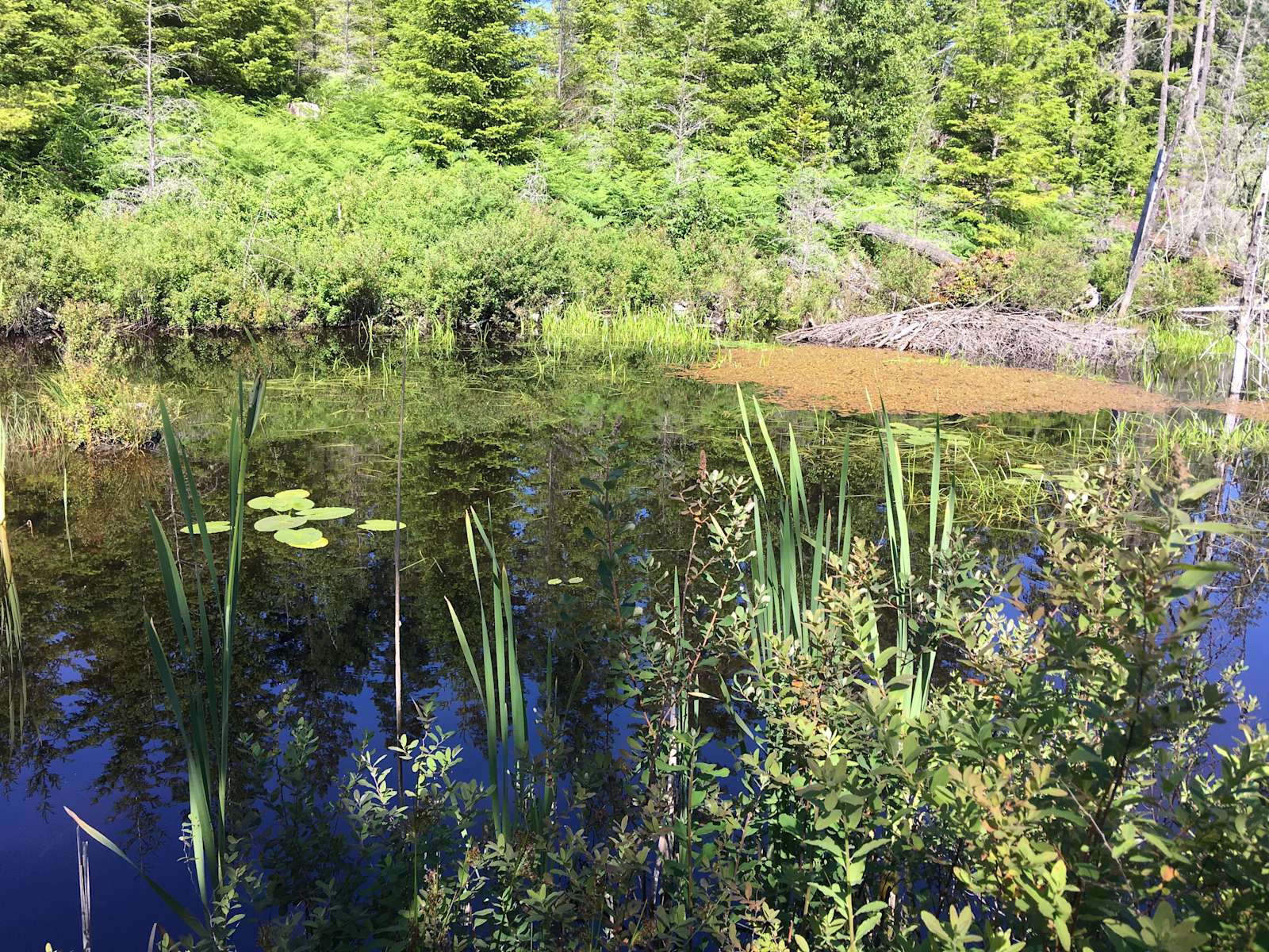 Maple Heart Ranch - Homestead - Hipcamp in Shawnigan Lake, British Columbia
