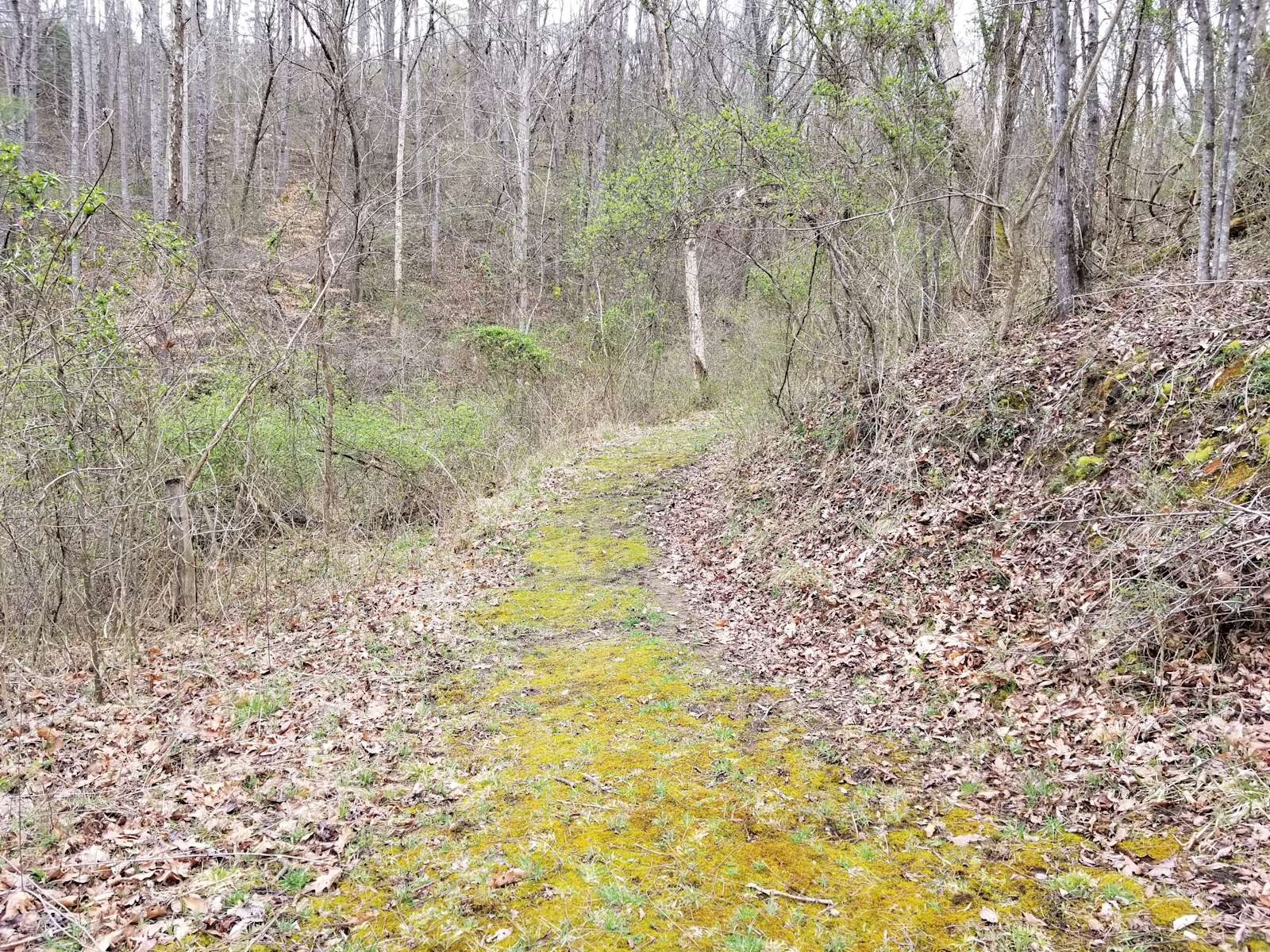 Firefly Ridge Rural Camping - Hipcamp in Alexander, North Carolina
