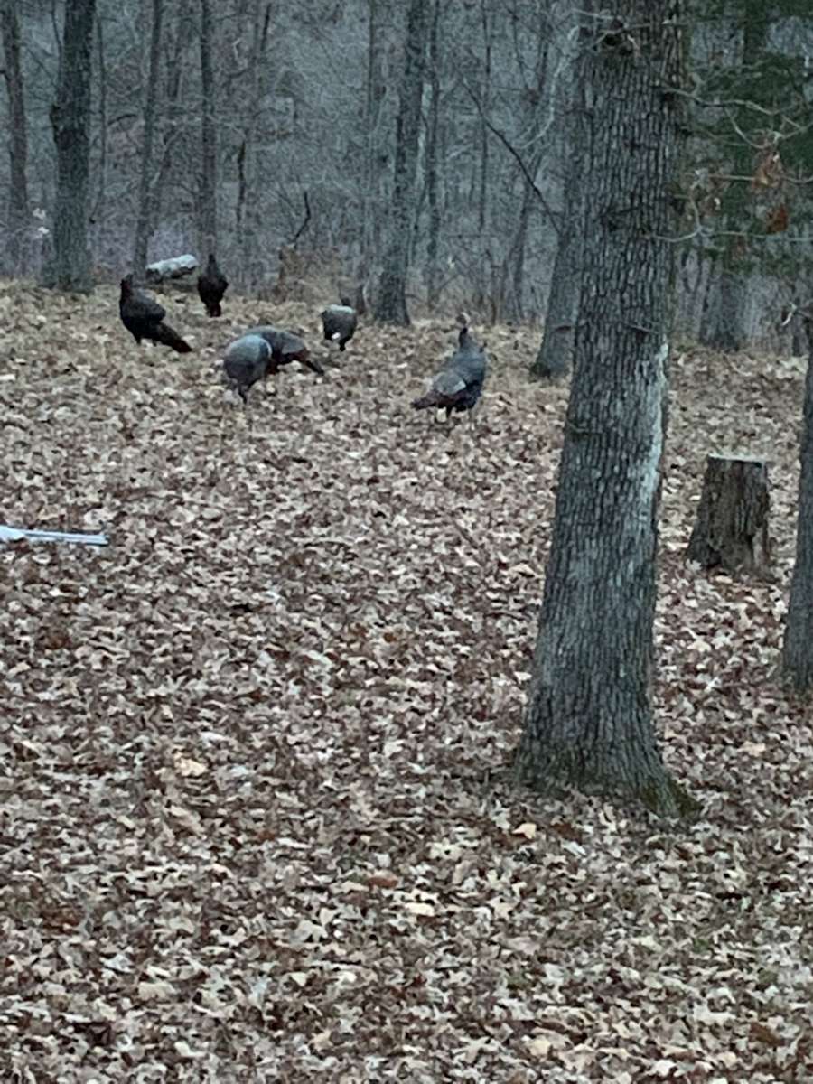 Falling Acorn - Hipcamp in Saint Clair, Missouri